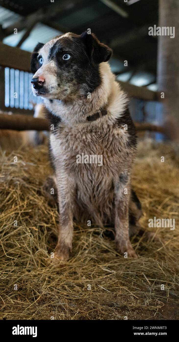 Farm Sheep Dog in Natural Setting (image taken in Wales, UK Stock Photo ...