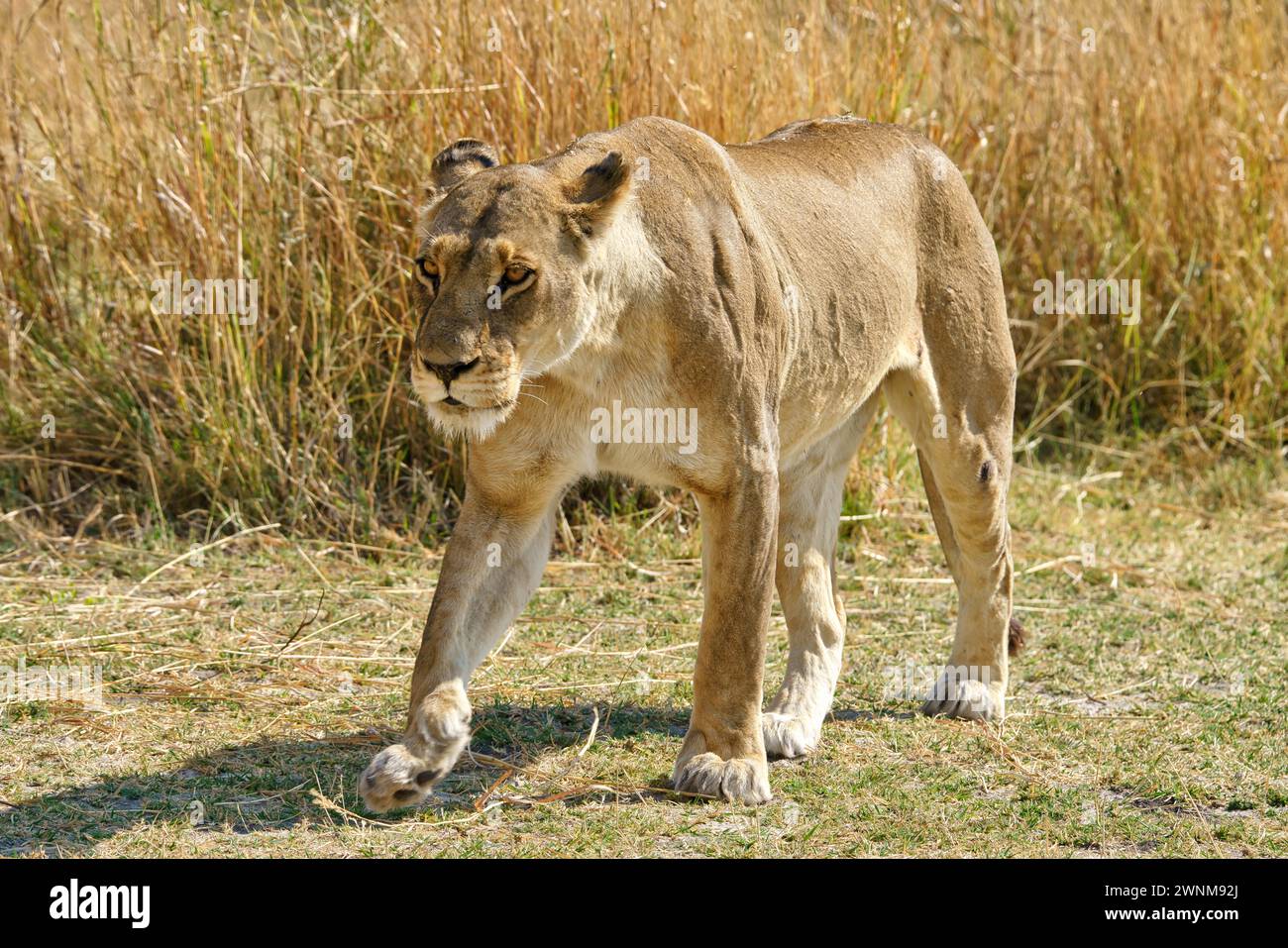 Female African lions walking through grasslands towards her pride Stock ...