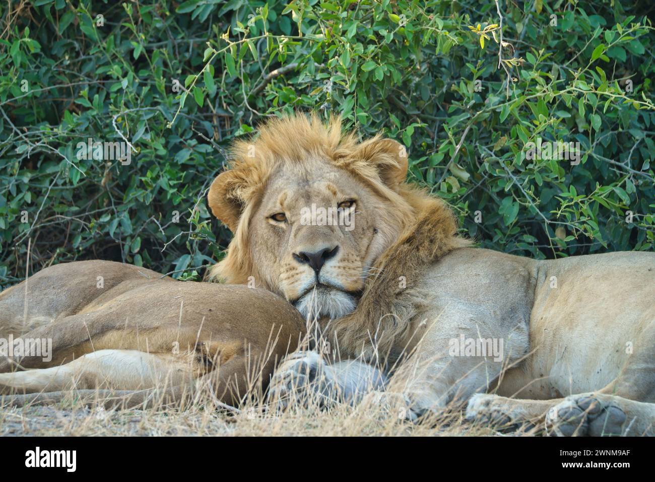 Male and female |African lions lying together post mating Stock Photo ...