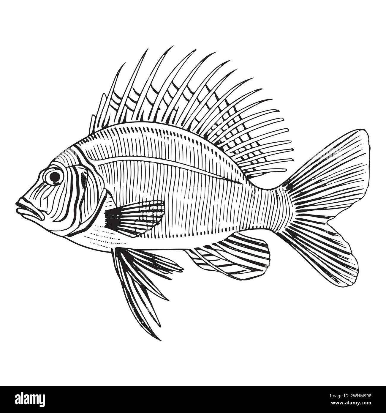 Outline Images Of Fish Logo Of A Simple Fish Outline, Graphic Design