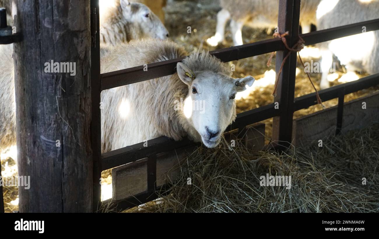 Candid wales welsh hi-res stock photography and images - Alamy