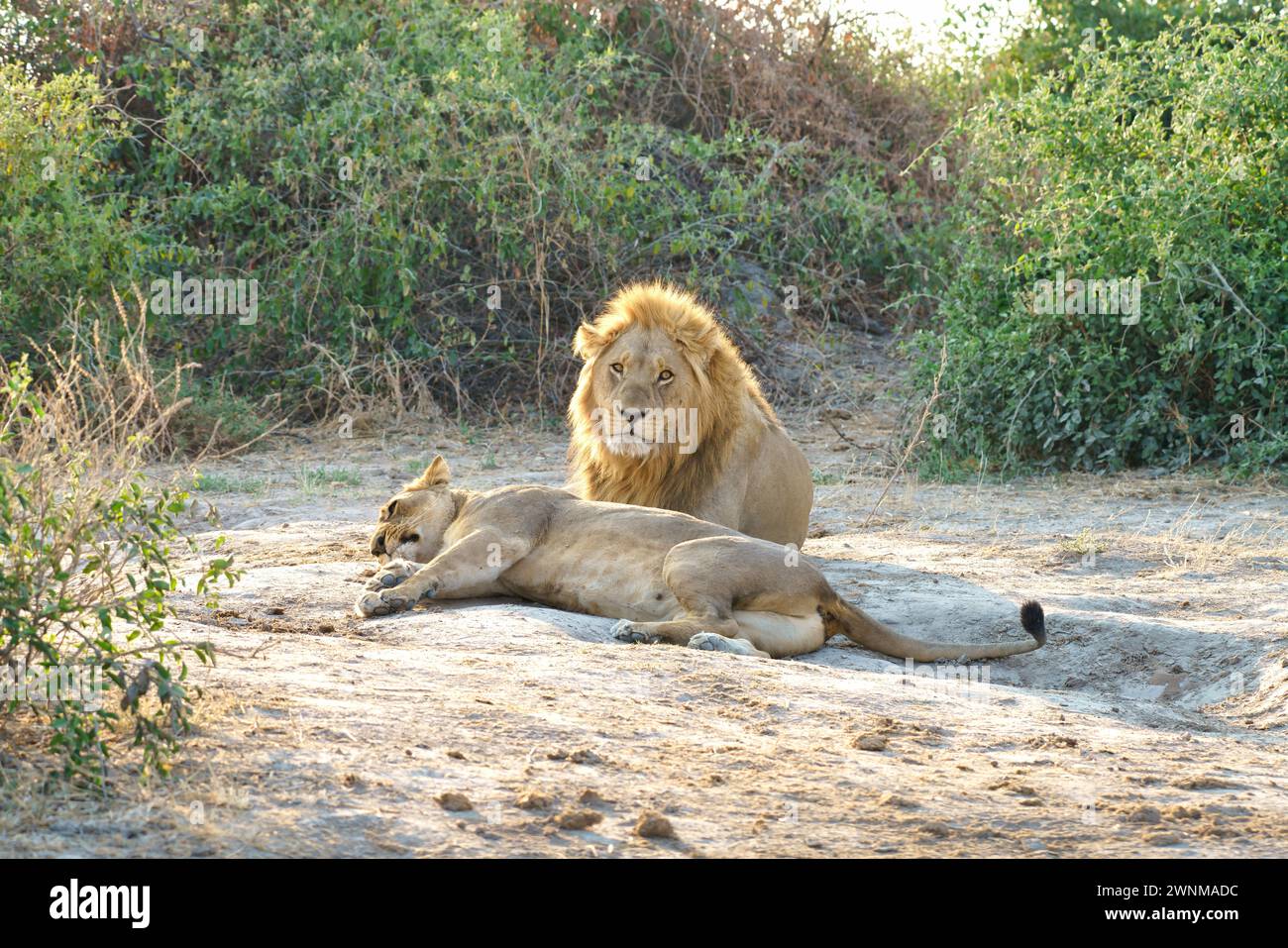 Male and female African lions lying together post mating Stock Photo - Alamy