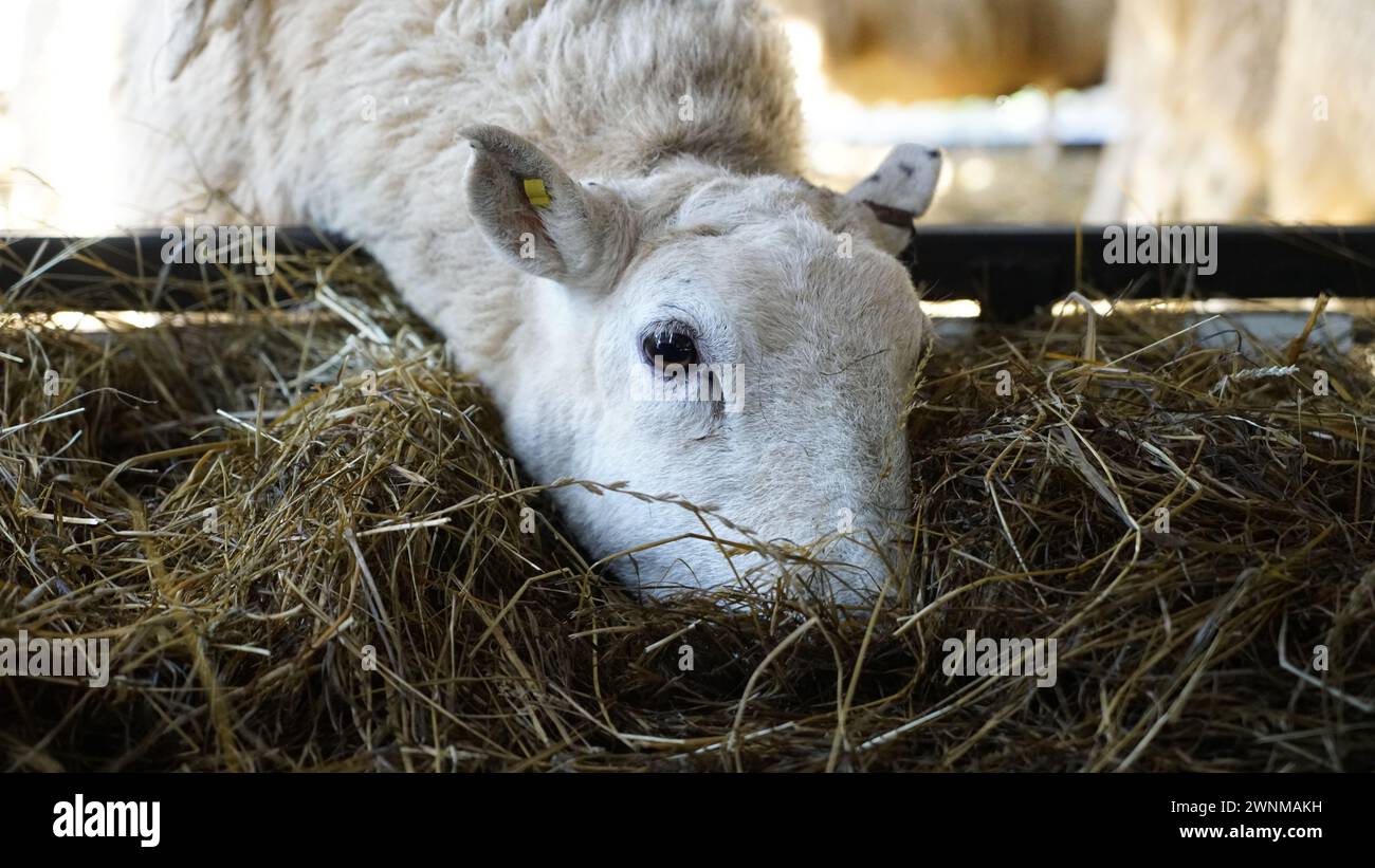 Welsh farmers eating hi-res stock photography and images - Alamy