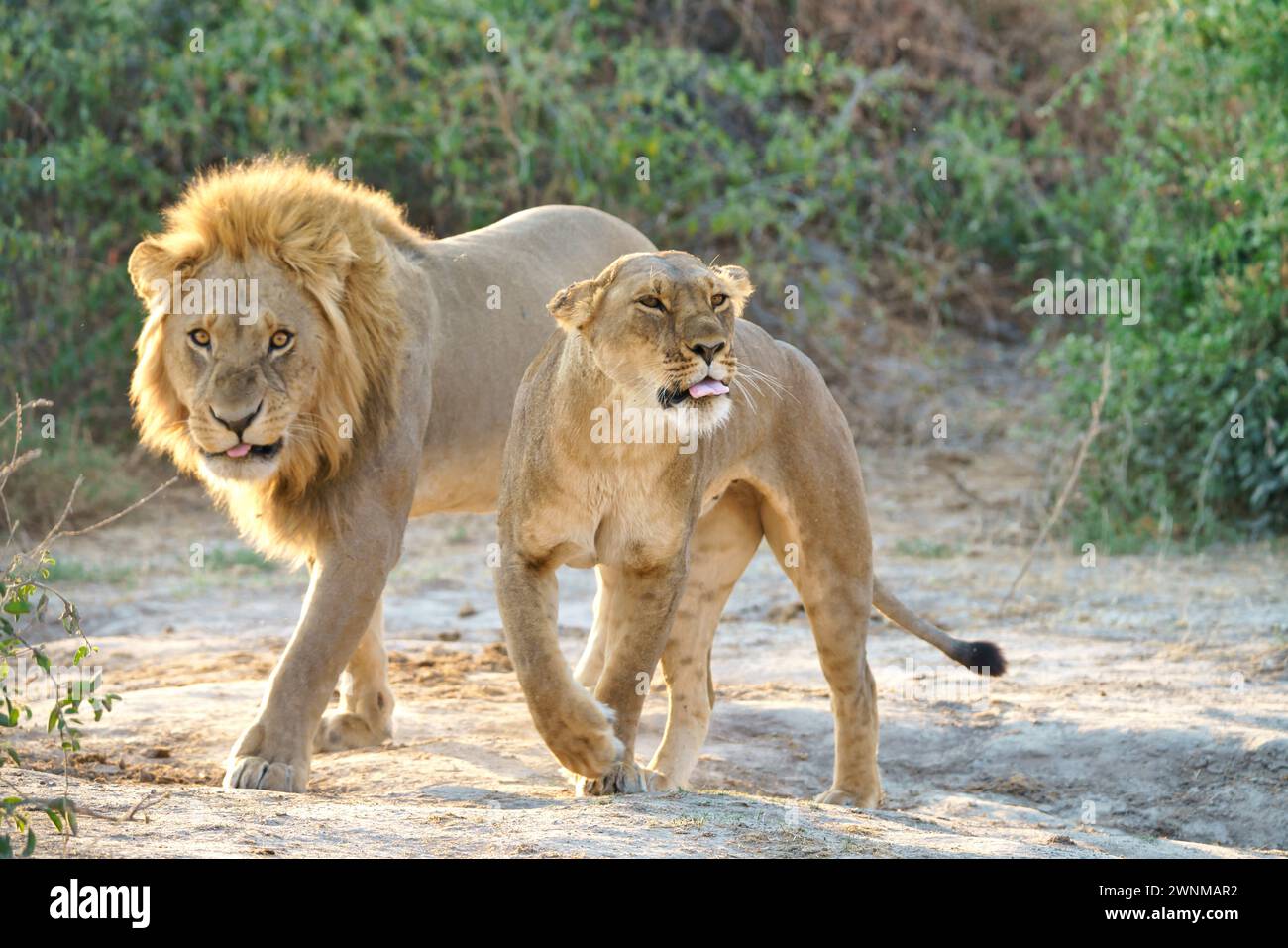 Male and female African lions walking together post mating with tongues sticking out Stock Photo ...