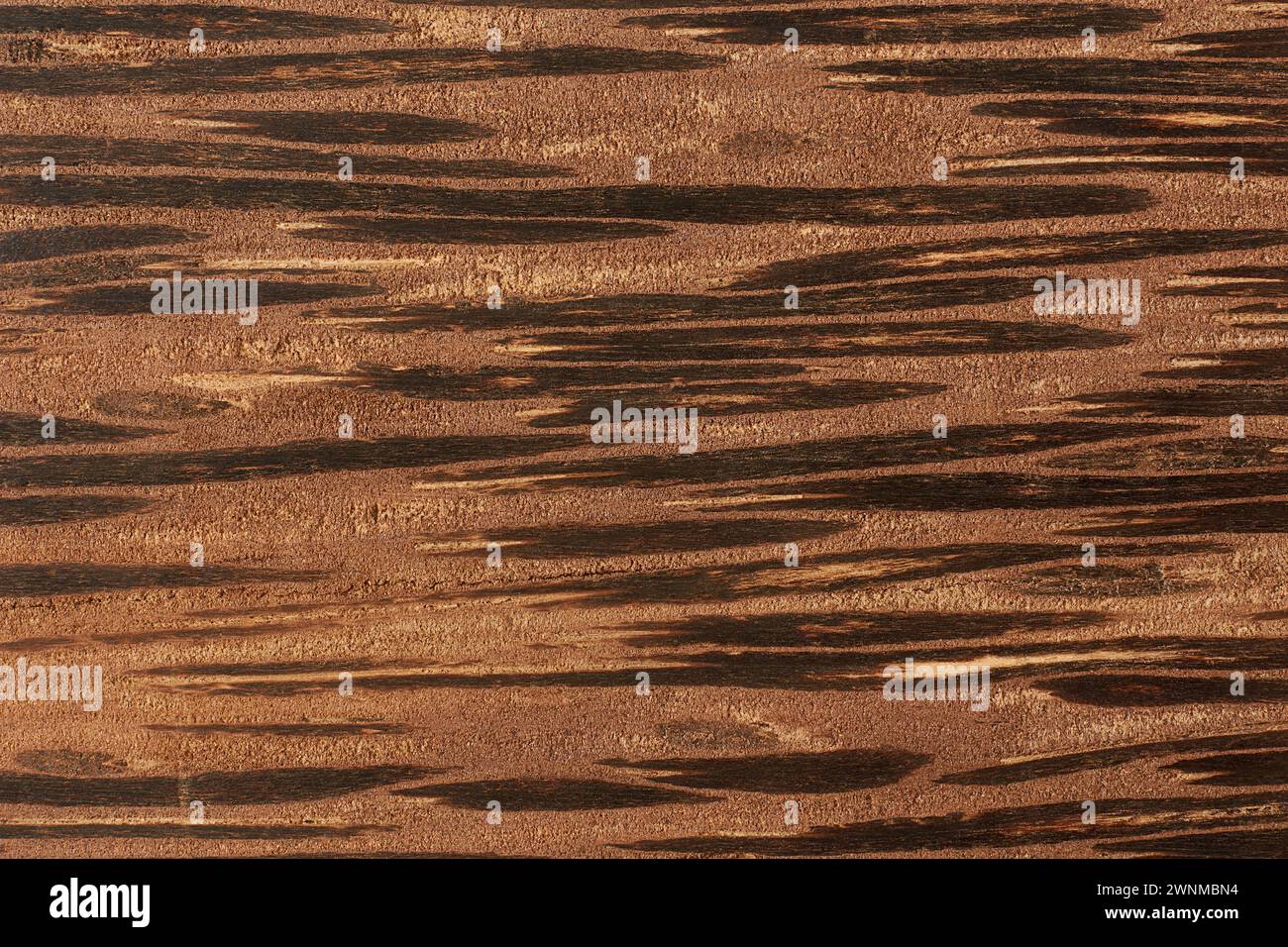 close-up macro view of palm wood surface texture, abstract of wood ...