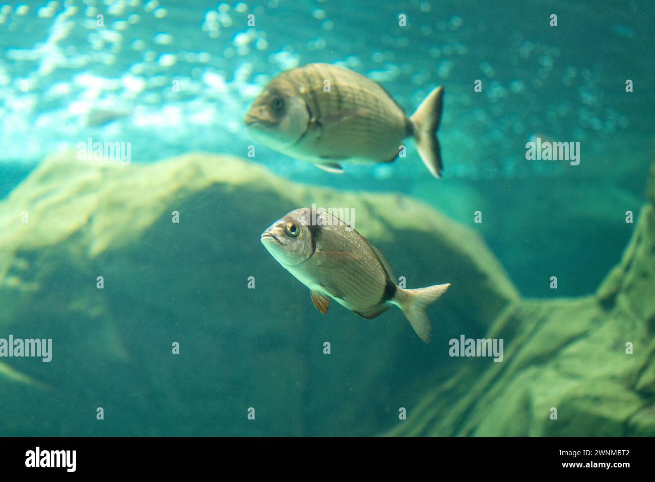 Different fish species hi-res stock photography and images - Alamy