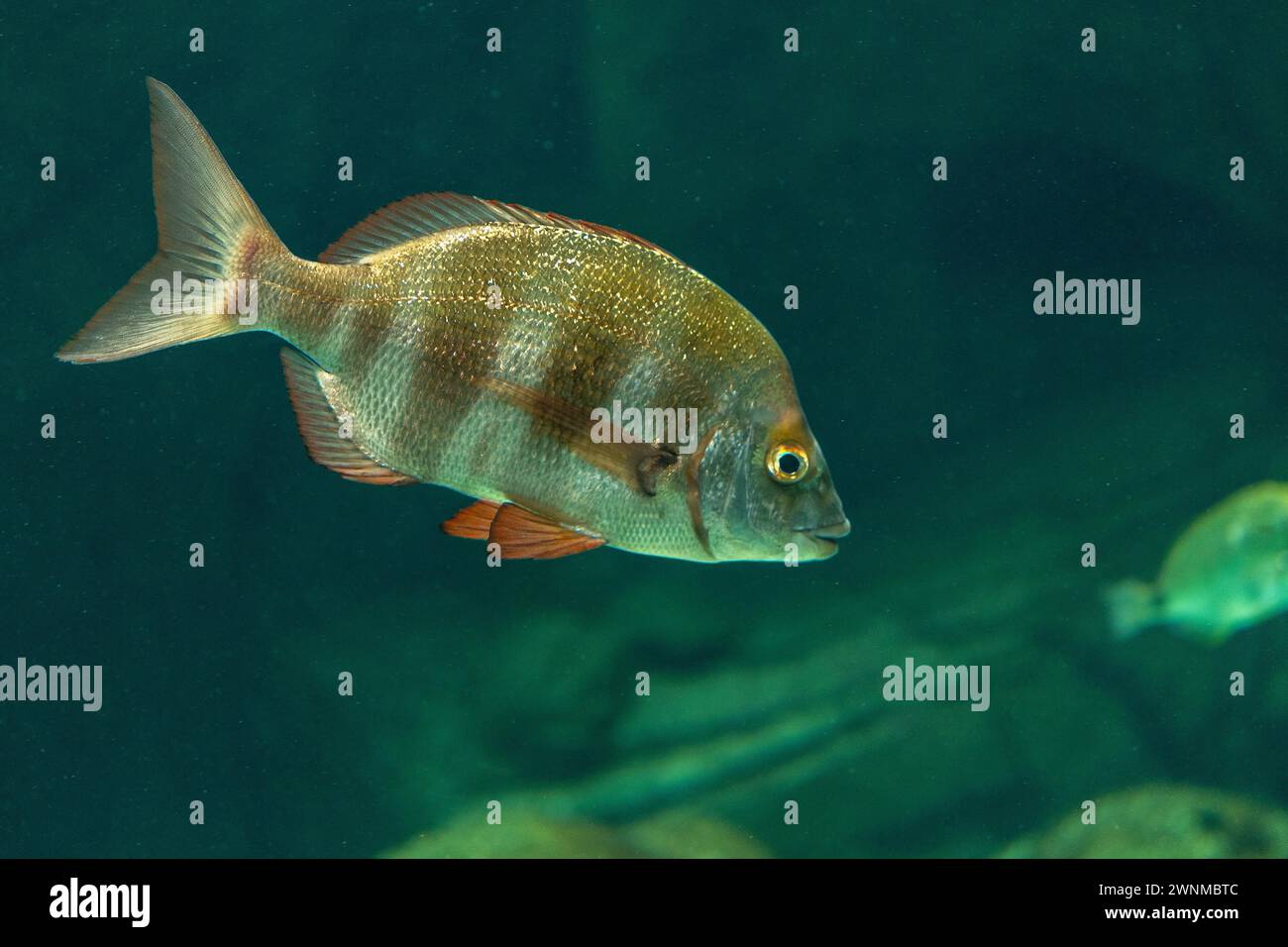 Different fish species hi-res stock photography and images - Alamy