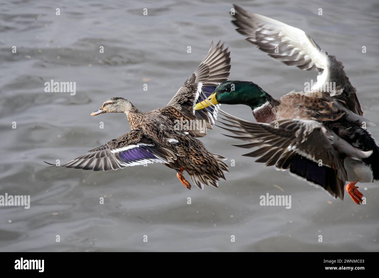 Two feather action animal avian beak fauna hi-res stock photography and ...