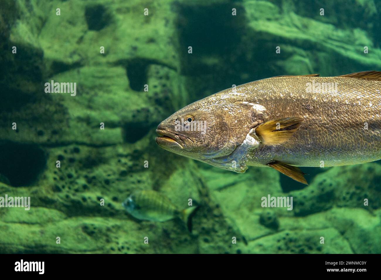 Marine fishe hi-res stock photography and images - Alamy