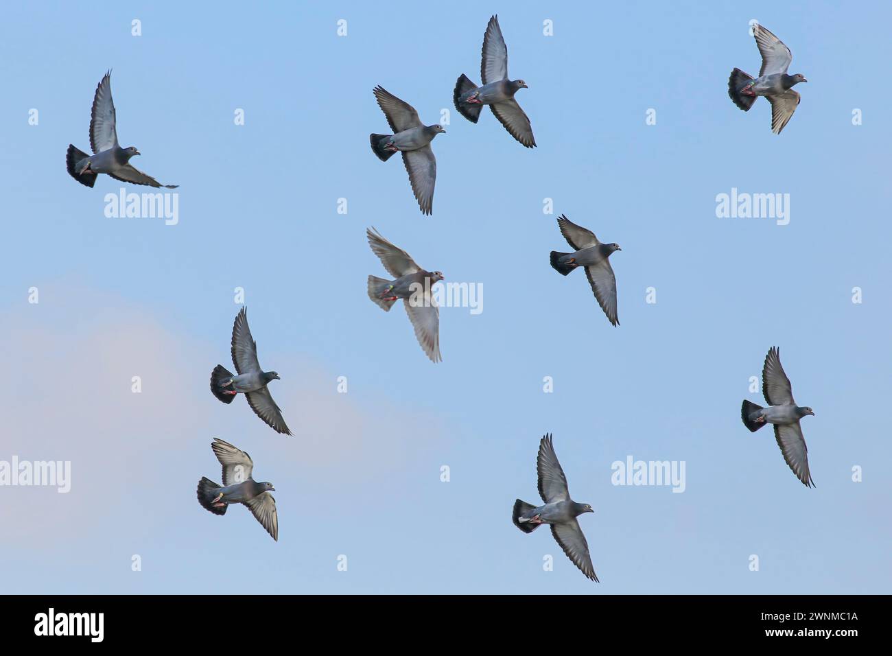 Carrier bird training hi-res stock photography and images - Alamy