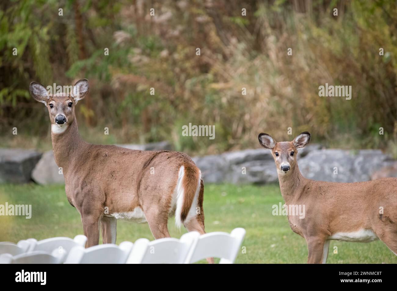 Two White-tailed Deer (Odocoileus virginianus) both deer facing the ...