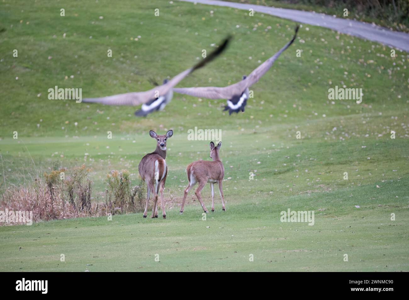 Two White-tailed Deer (Odocoileus virginianus) and a pair of Canada ...