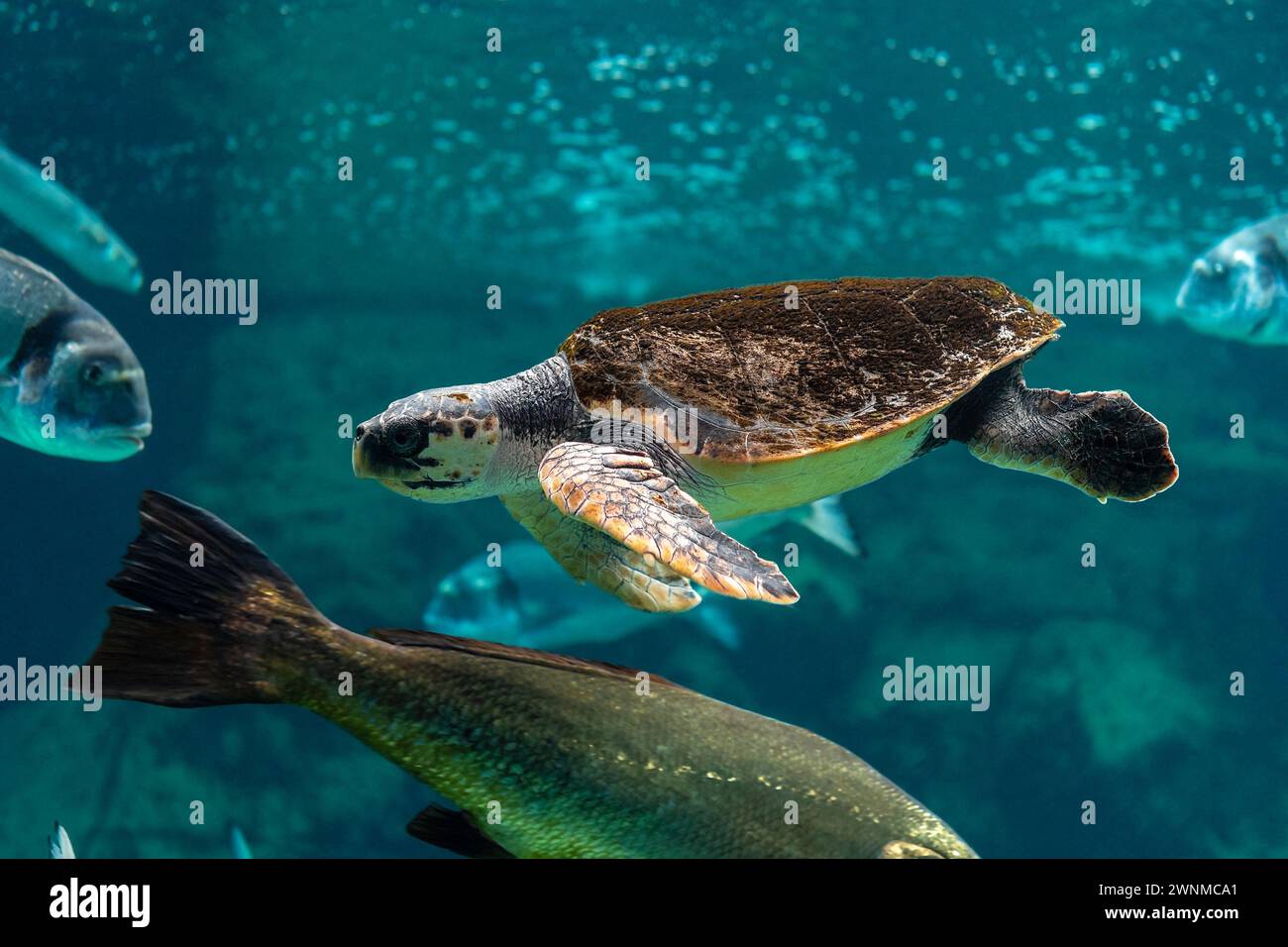 View of sea turtle swimming with fishes in sea aquarium Stock Photo - Alamy