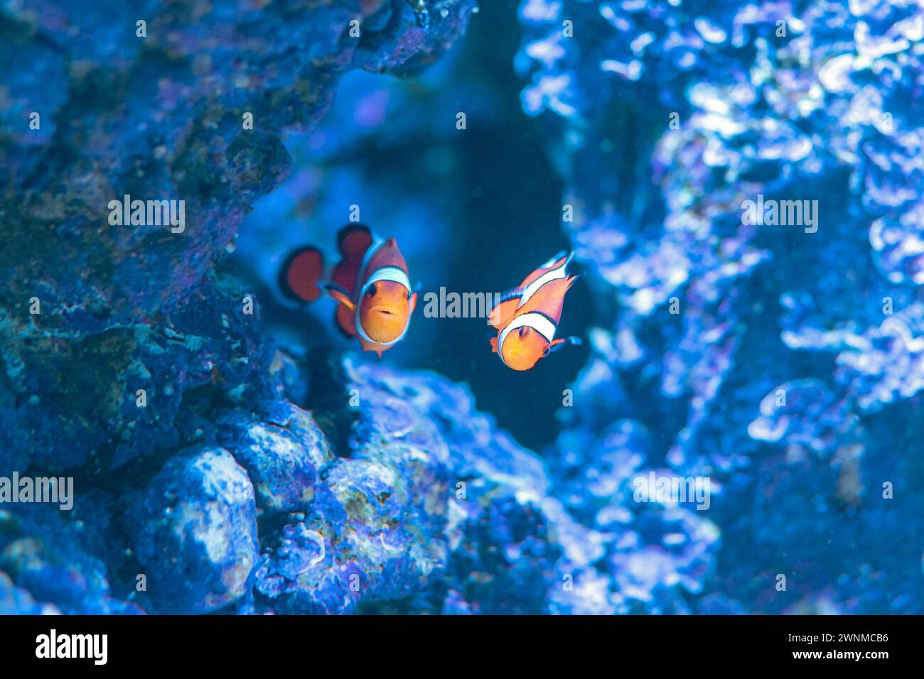 Amphiprion Ocellaris Clownfish or anemone fish in sea aquarium Stock ...