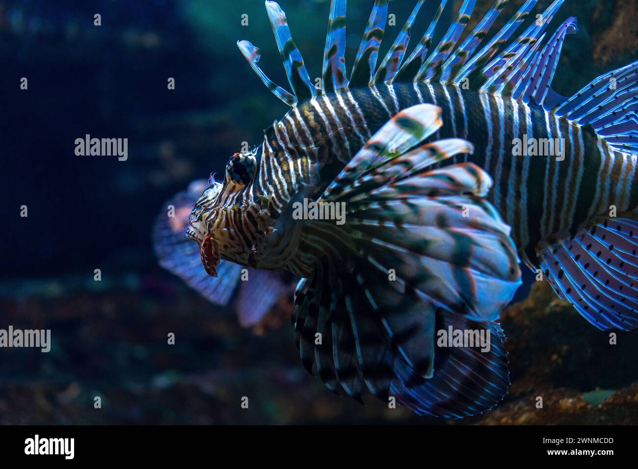Underwater colourful tropical lionfish hi-res stock photography and ...