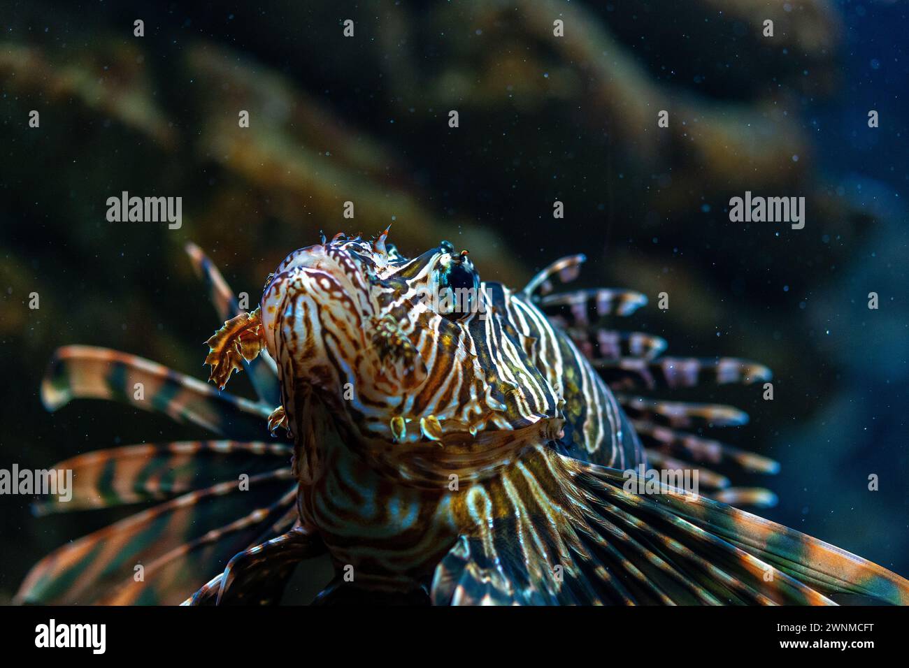 Elegant firefish hi-res stock photography and images - Alamy
