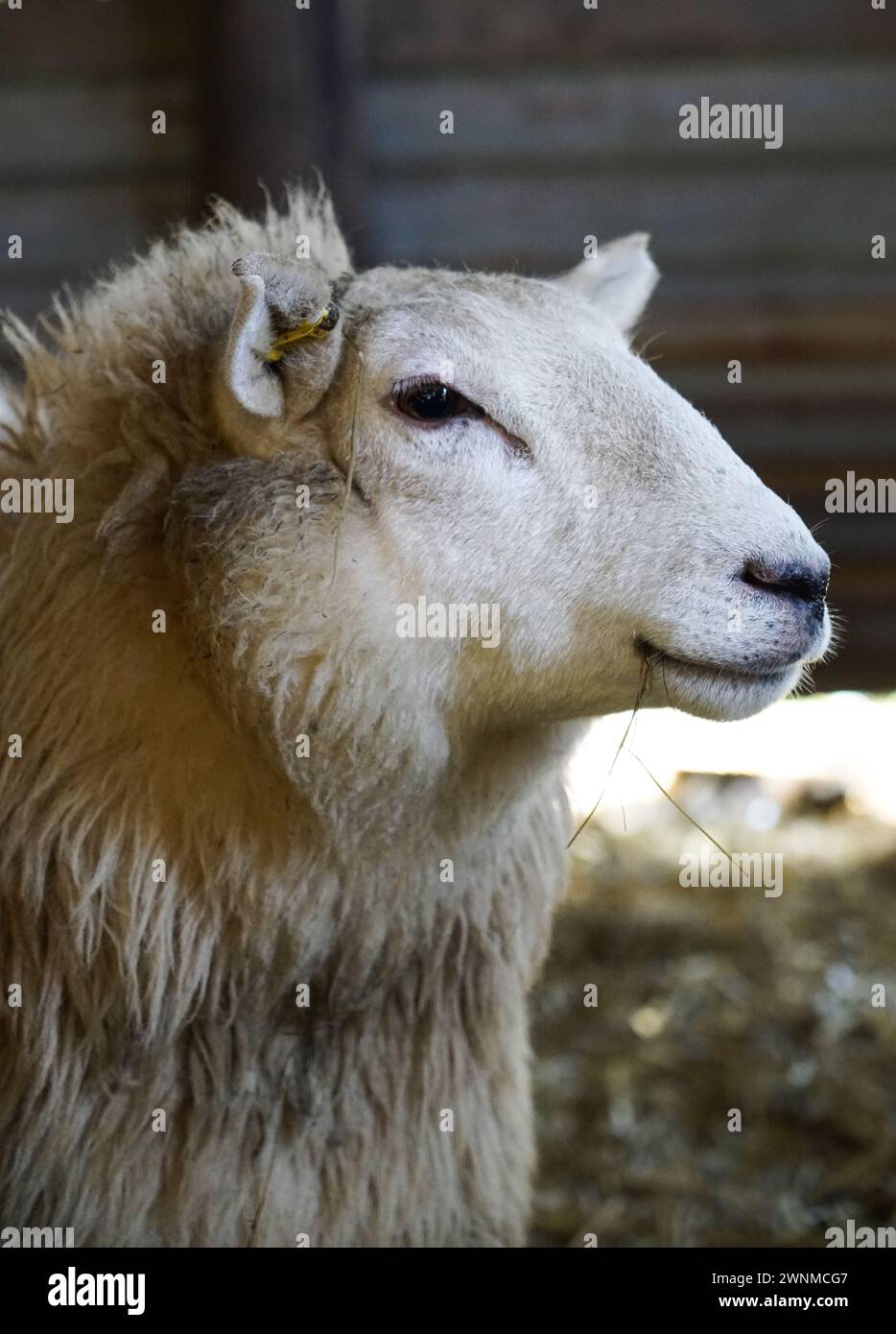 Welsh highland cow hi-res stock photography and images - Alamy