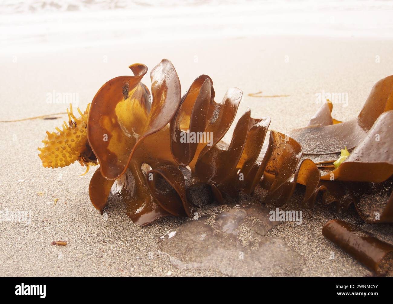 A close up of Sugar Kelp seaweed, Saccharina latissima, at Taracliffe ...