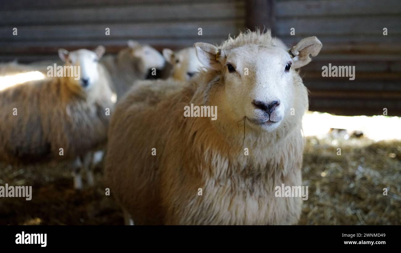 Welsh Ewe Sheep in Barn eating hay, South Wales Stock Photo - Alamy