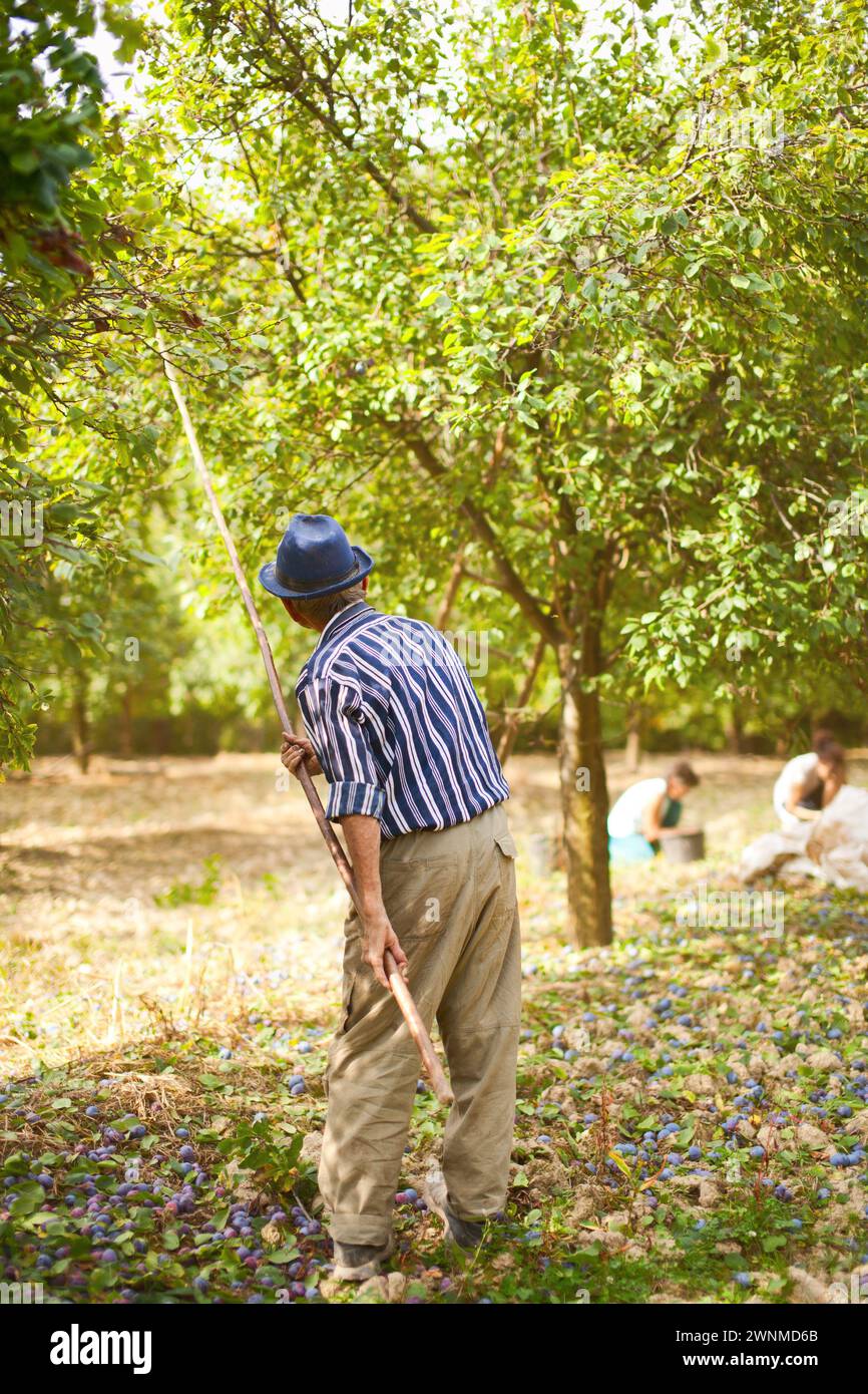 Cane beating hi-res stock photography and images - Alamy