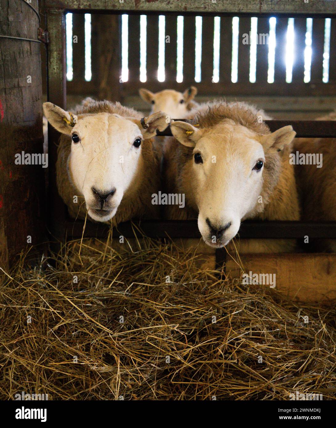 Ewe in barn hi-res stock photography and images - Alamy