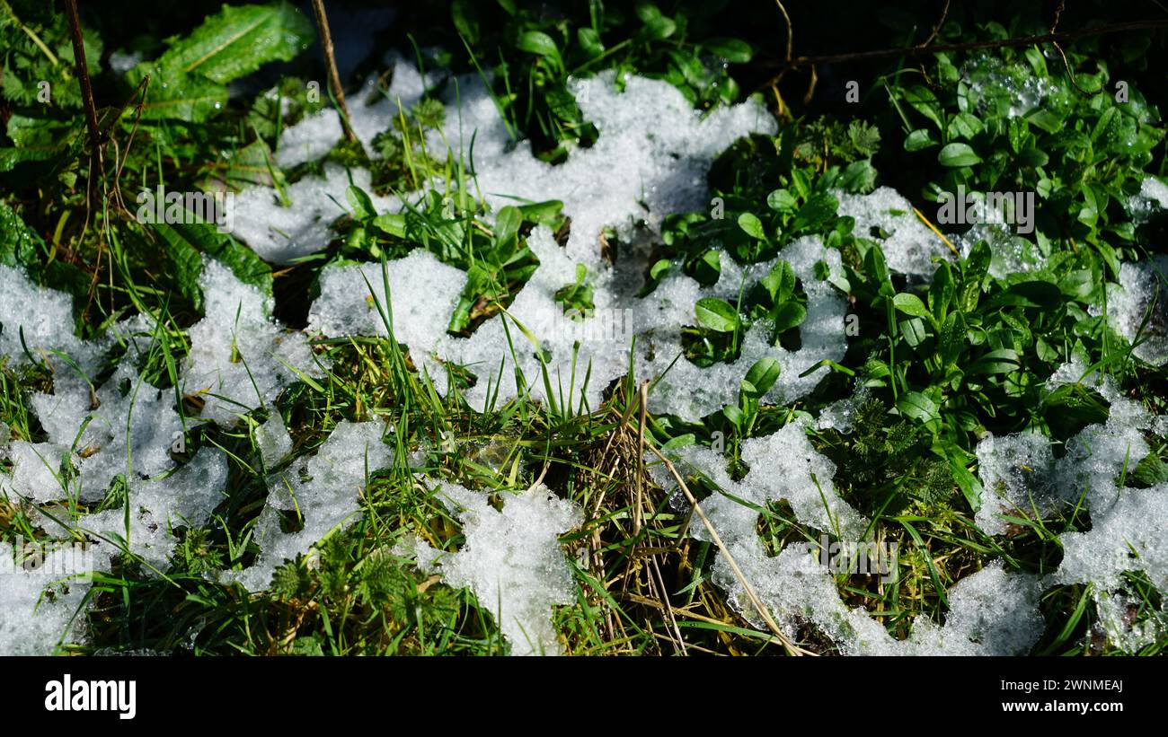 Snow melting on grass. Image taken in UK Stock Photo - Alamy