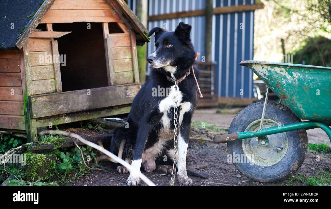 Welsh sheep farms hay hi-res stock photography and images - Alamy