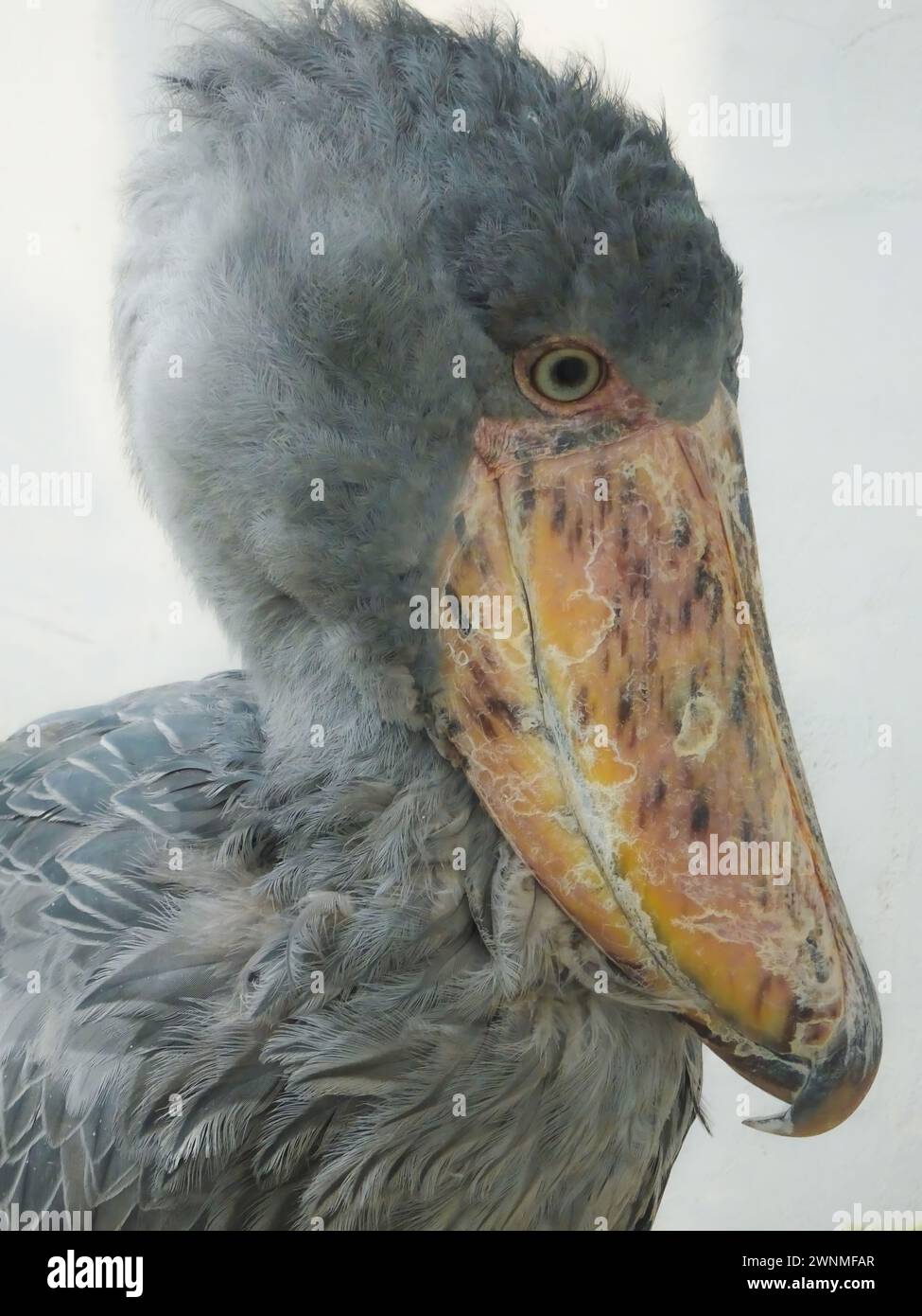 The Shoebill also known as Whalehead or Shoe-billed Stork Stock Photo ...