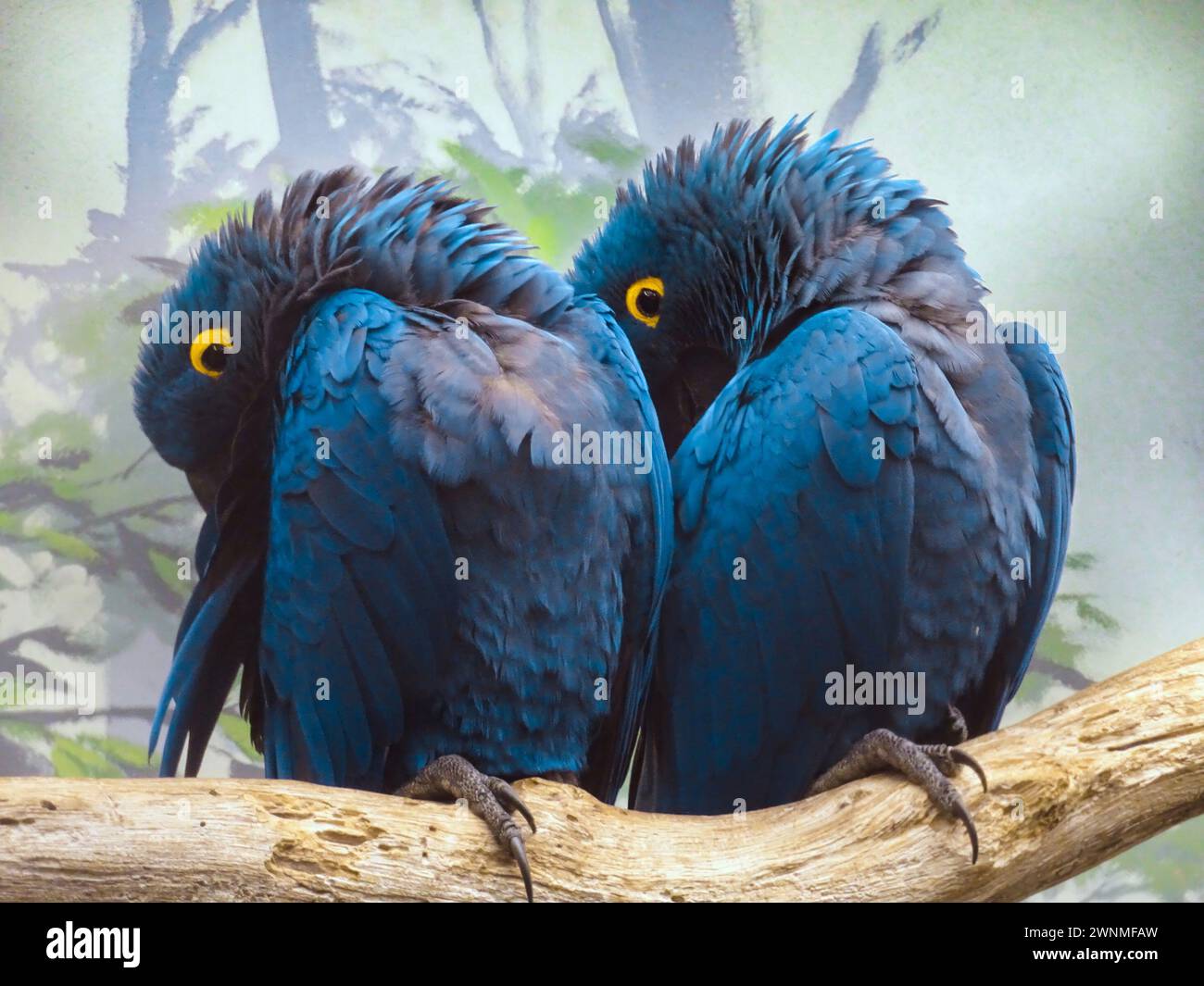Big blue parrot Ara Hyacinth Macaw, Anodorhynchus hyacinthinus, blue ...
