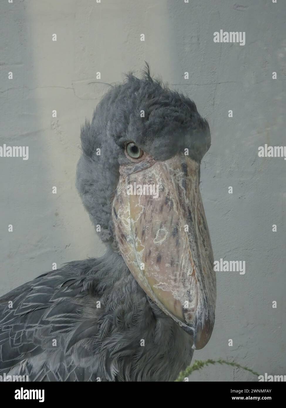 Shoebill (Balaeniceps rex) also known as whalehead, whale-headed stork ...