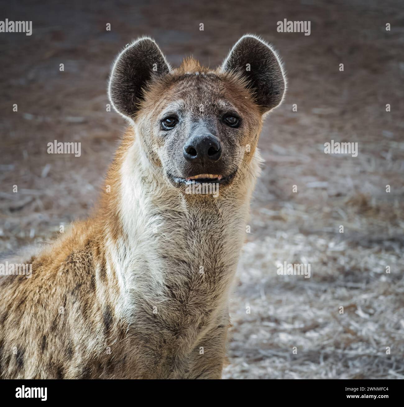 The hyena is Africas most common large carnivore. Spotted hyena ...