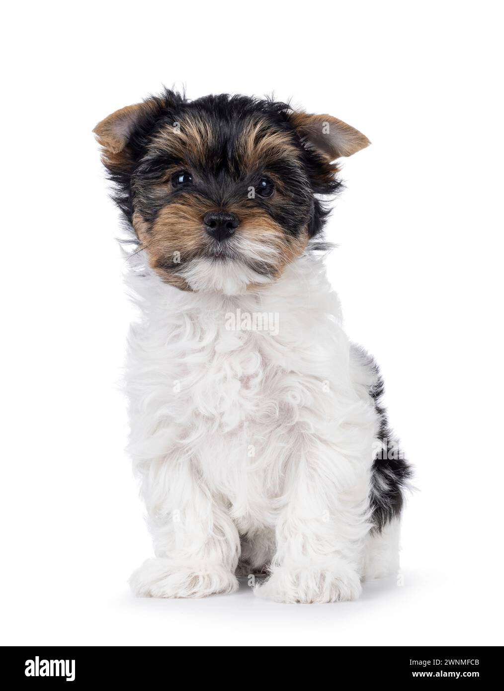 Adorable Biewer Terrier dog pup, sitting up facing front. Looking ...