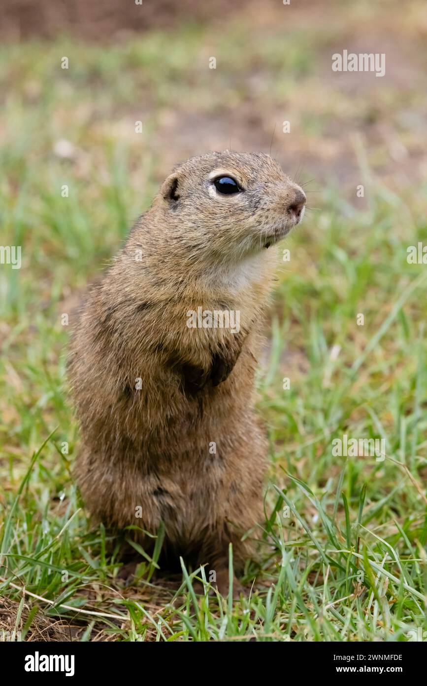 Ground squirrel colony (Syslovisko Biele vody), National park Muranska ...