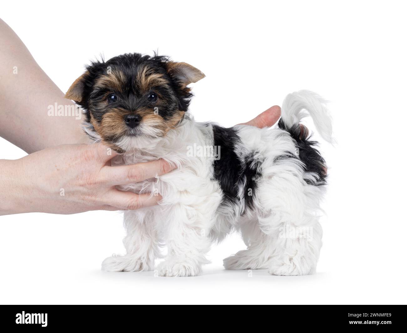 Adorable Biewer Terrier dog pup, in human hands practising standing in ...