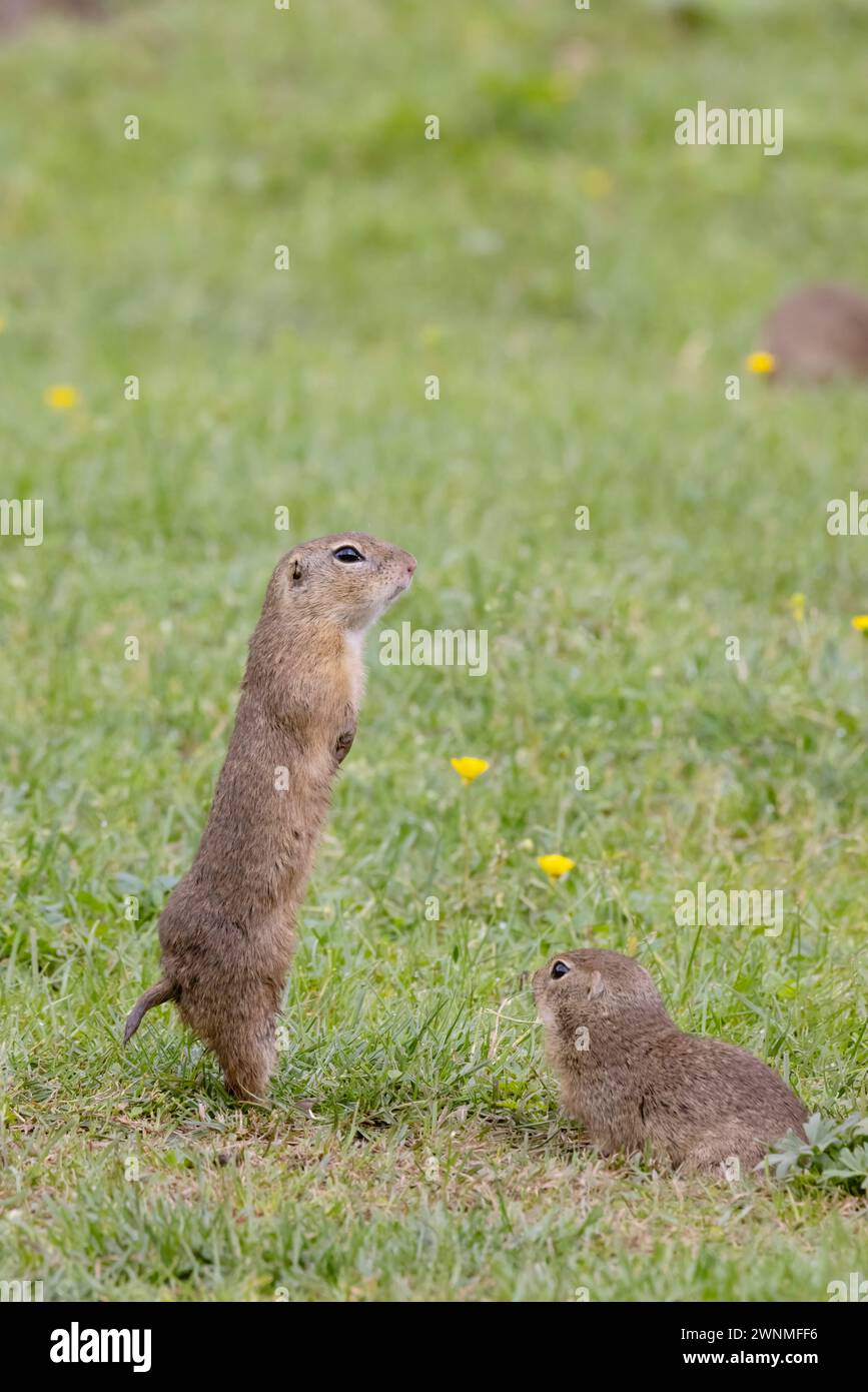 Ground squirrel colony (Syslovisko Biele vody), National park Muranska ...