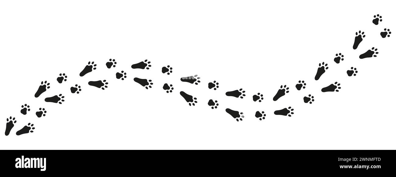 Rabbit or hare footprints forming a diagonal trail. Silhouette of the ...