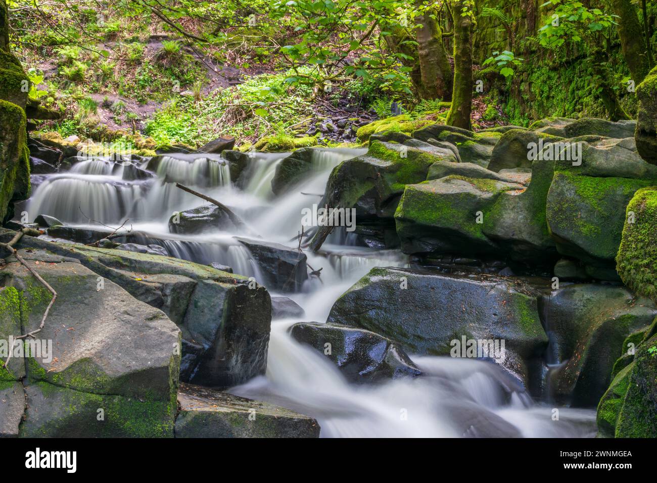 Healey Dell Nature Reserve Stock Photo - Alamy