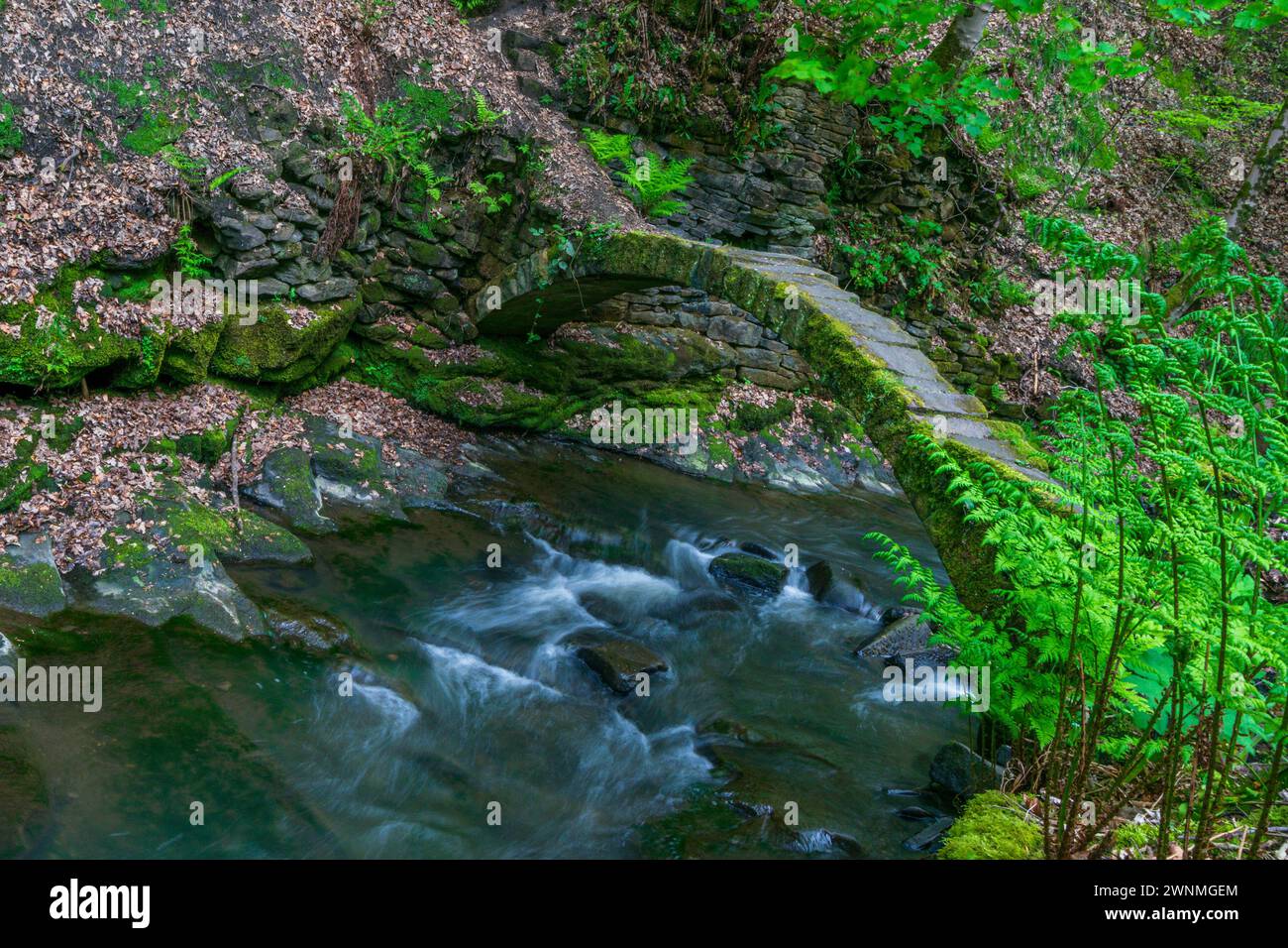 Healey Dell Nature Reserve Stock Photo - Alamy