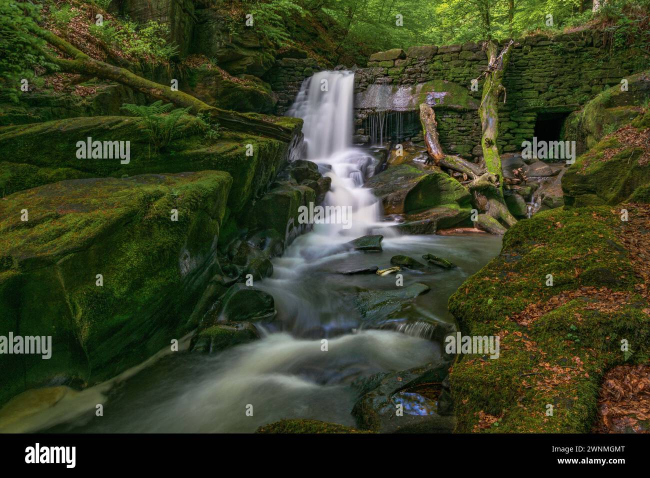 Healey Dell Nature Reserve Stock Photo - Alamy