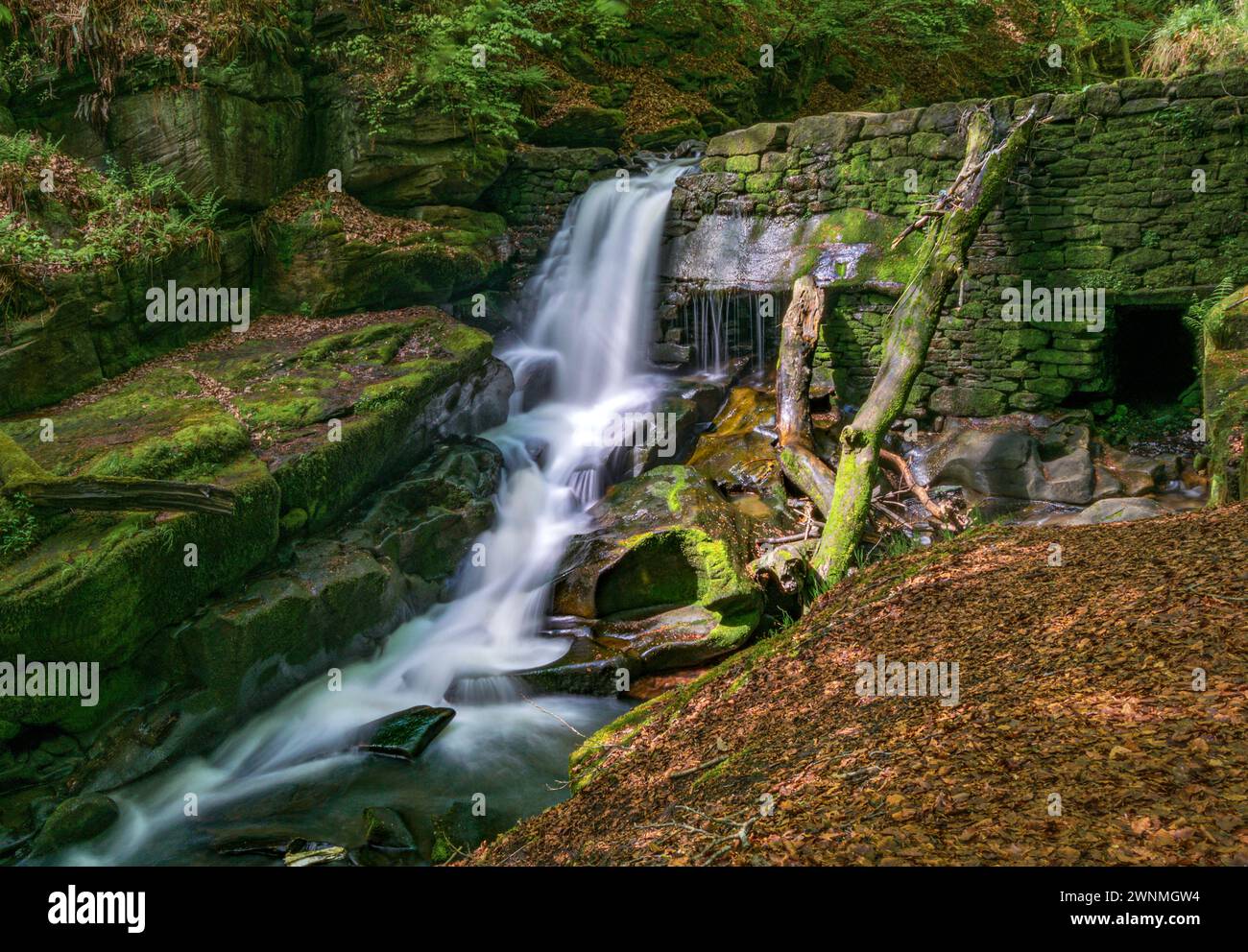 Healey Dell Nature Reserve Stock Photo - Alamy