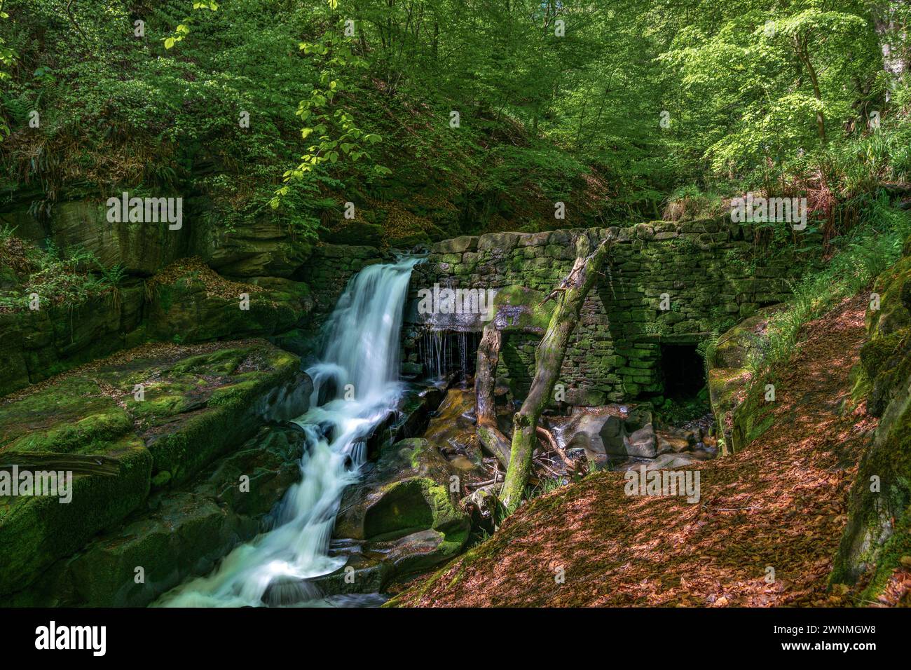 Healey Dell Nature Reserve Stock Photo - Alamy