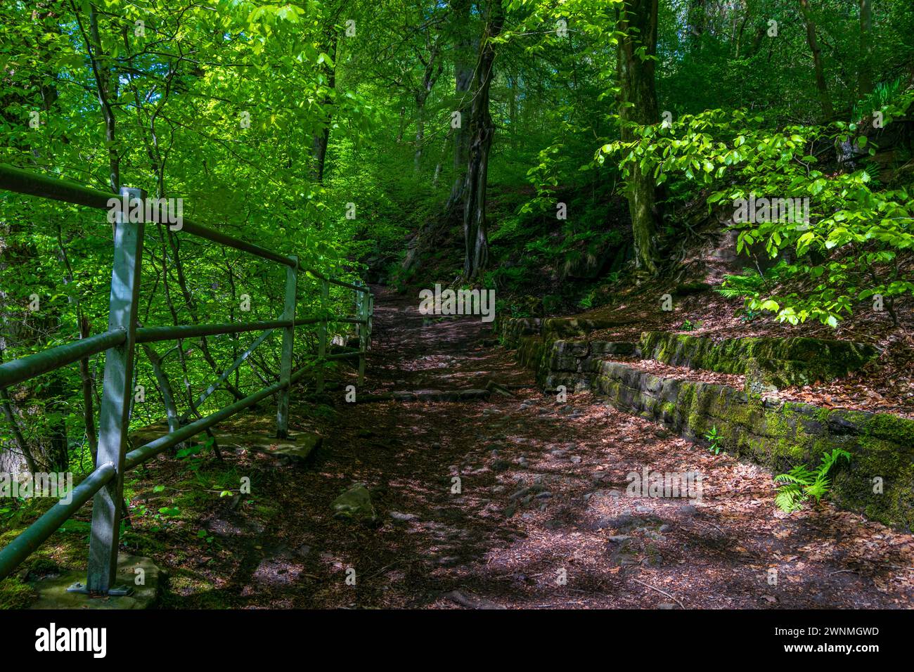 Healey Dell Nature Reserve Stock Photo - Alamy