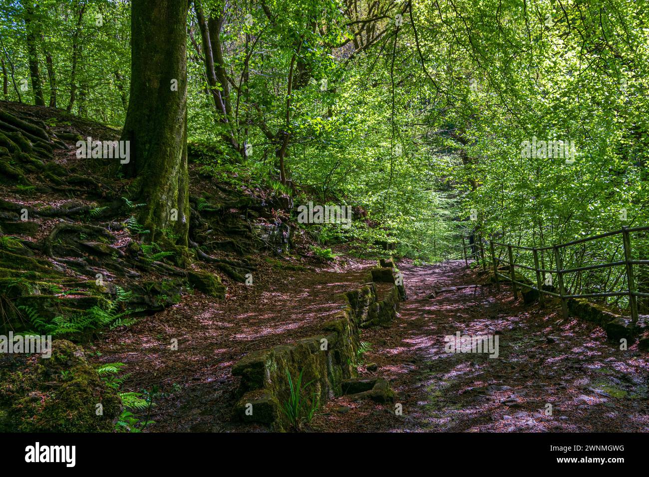Healey Dell Nature Reserve Stock Photo - Alamy