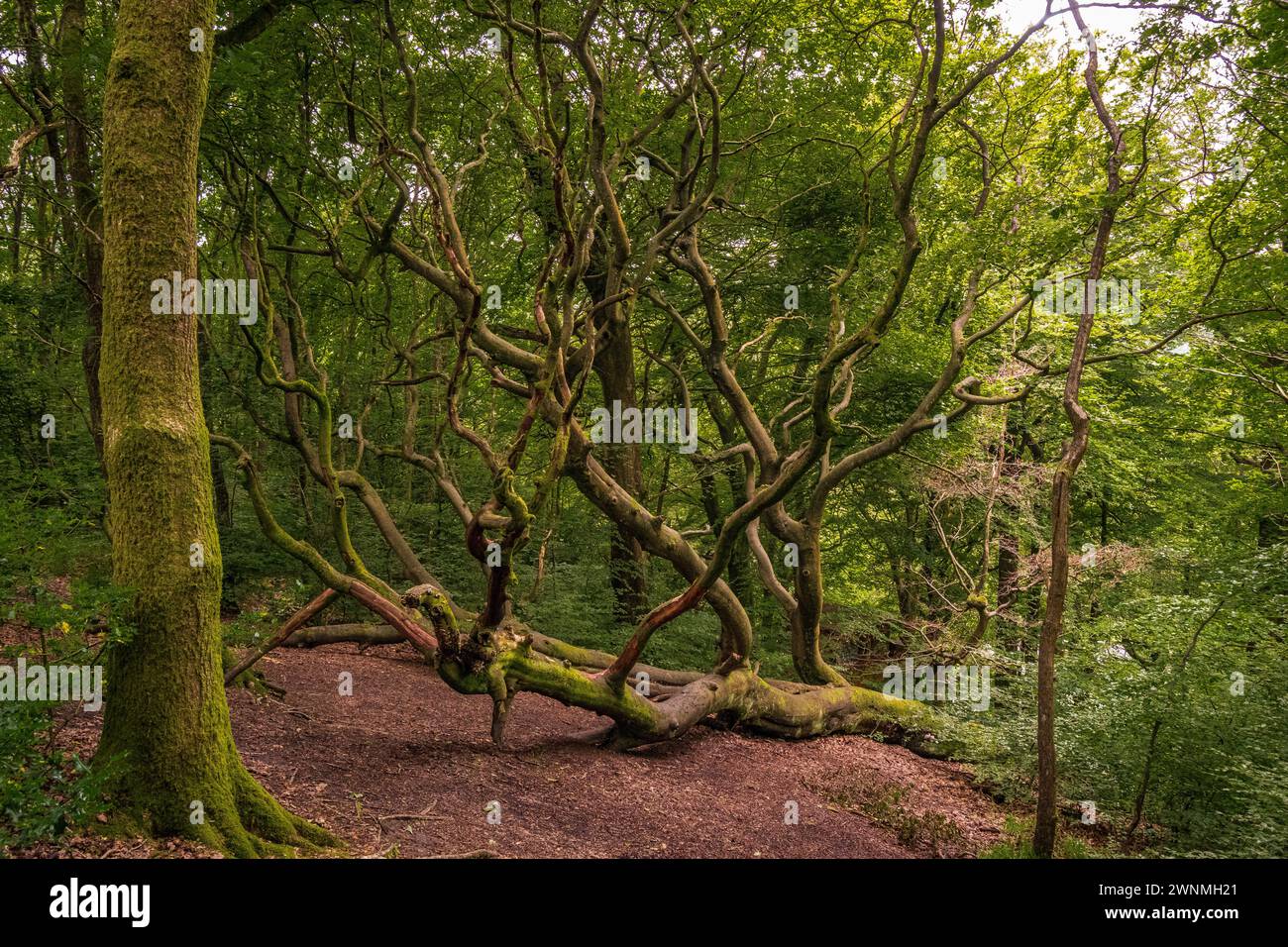 Healey Dell Nature Reserve Stock Photo - Alamy