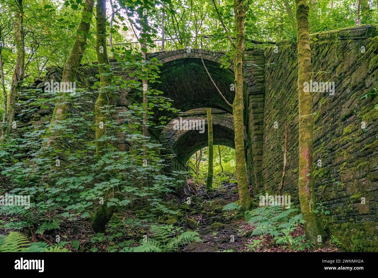Healey Dell Nature Reserve Stock Photo - Alamy