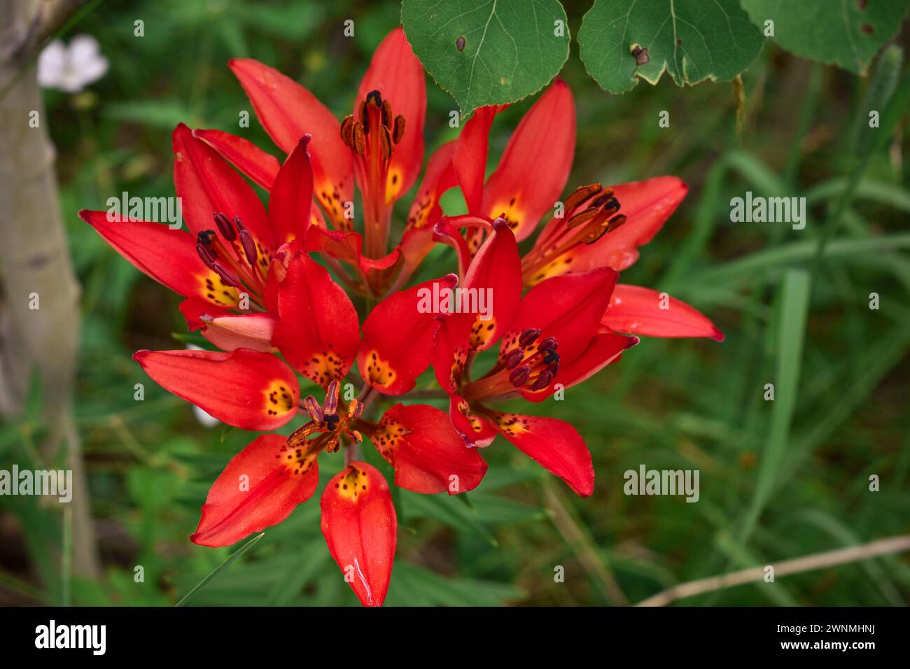 Wood lily lilium philadelphicum hi-res stock photography and images - Alamy