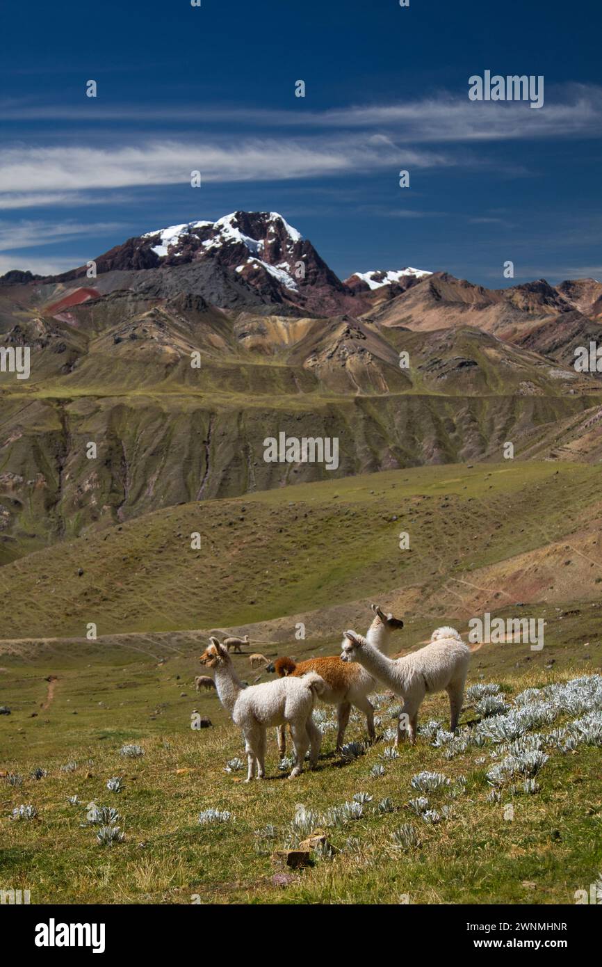 The Ausangate trek is a stunning hike through Peru's wildest and rarely ...