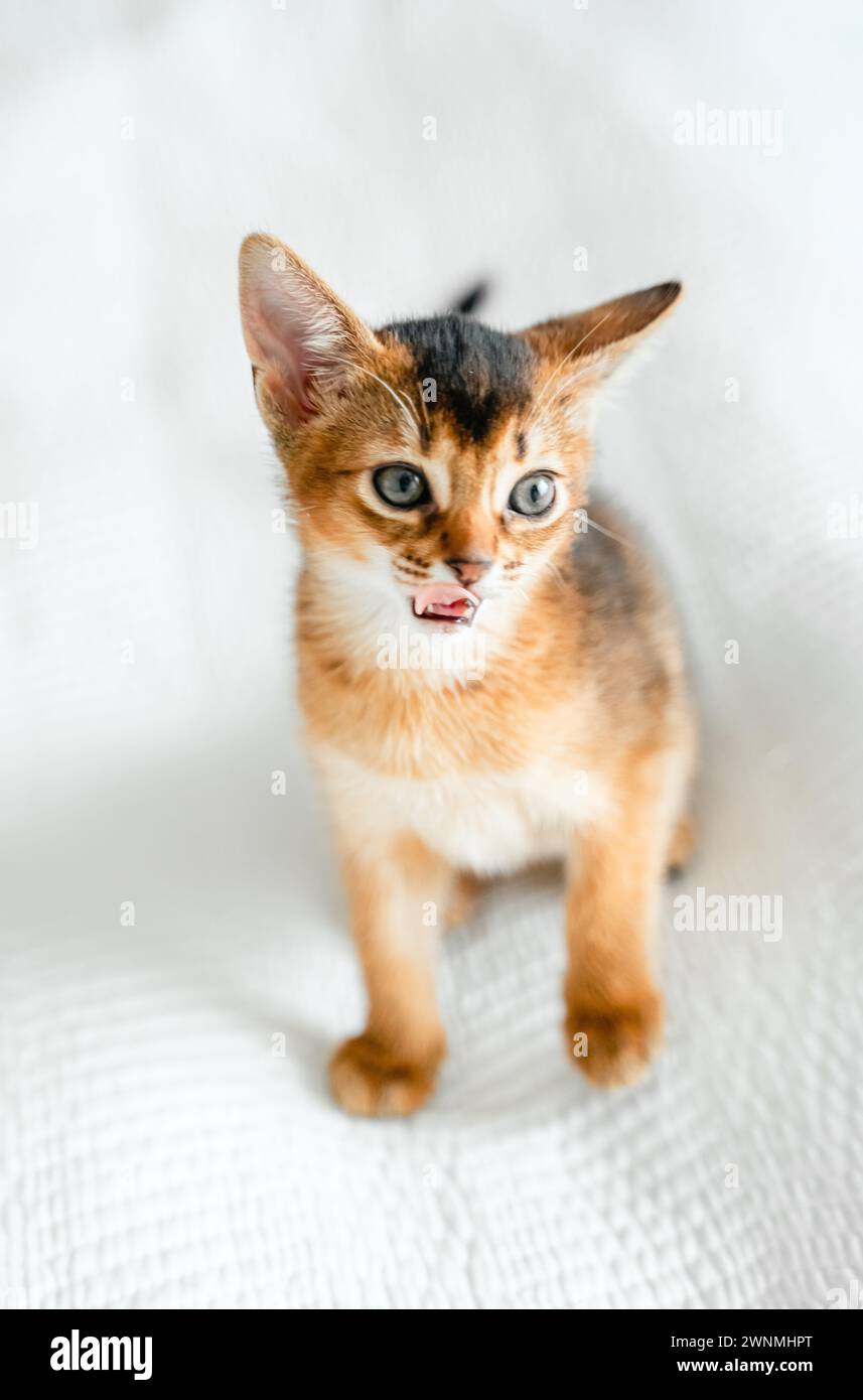 Small little newborn kitty, wild-colored kittens of Abyssinian cat ...