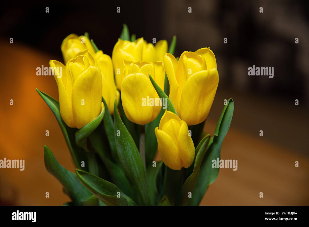Close-up of vibrant yellow tulips, a symbol of cheerful mood and warmth ...
