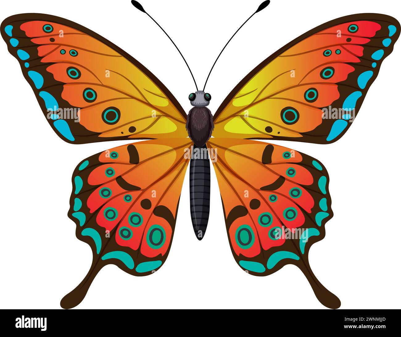 Colorful butterfly with intricate wing patterns Stock Vector Image ...